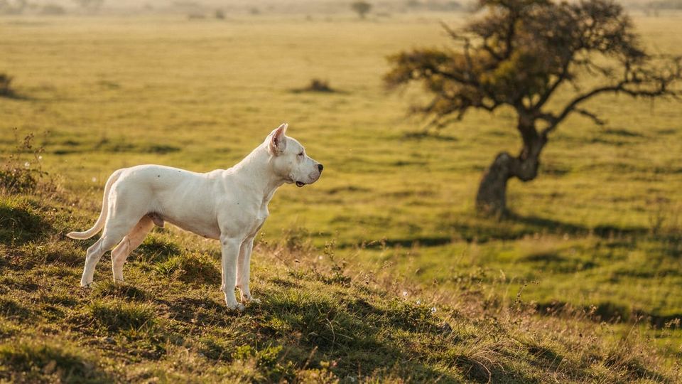 Dogo Argentino - Real Health Costs